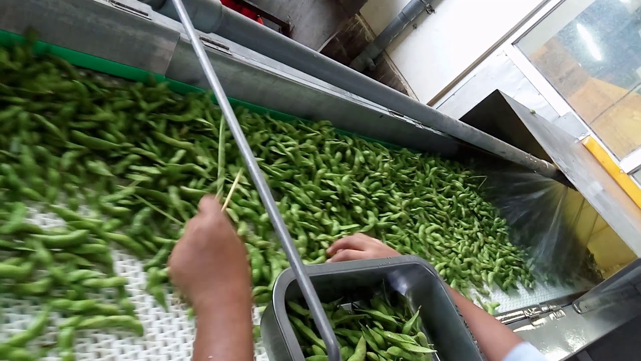 Edamame processing part 1 - YouTube