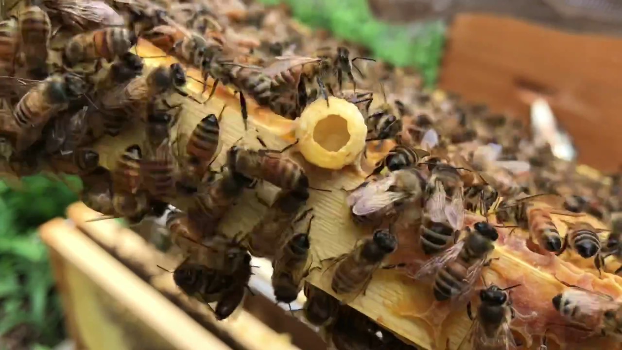 Beekeeping. Queen castle start up frame by frame. Swarm cells and an ...