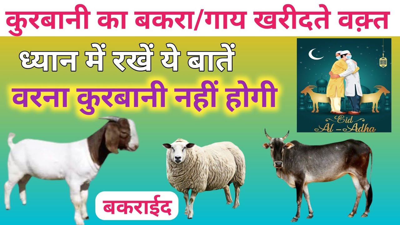 Kis Janwar ki Qurbani nahi hoti hai ll qurbani ka janwar kaisa hona ...