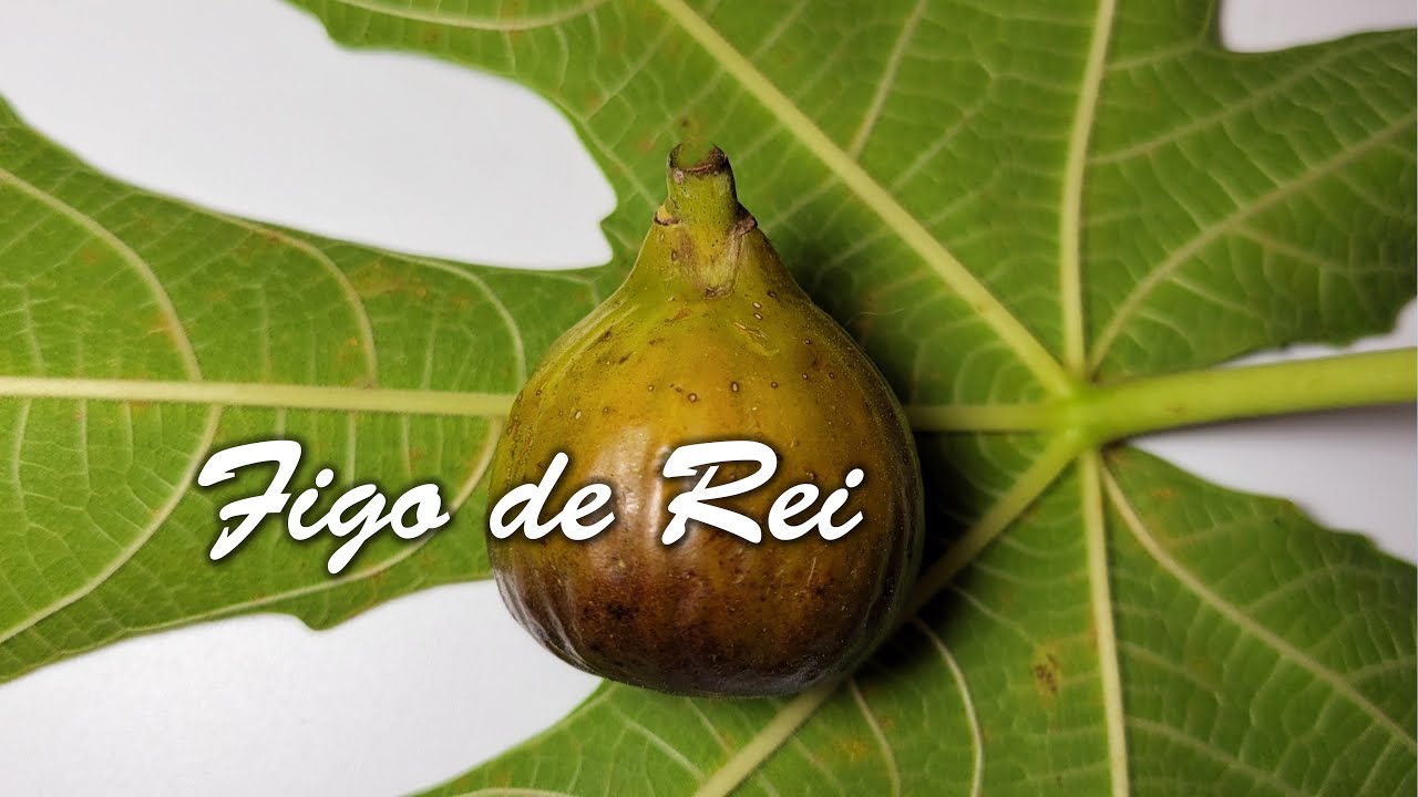 Figo De Rei - YouTube
