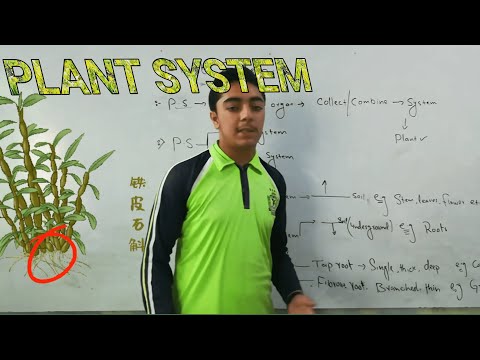 plant system, types and their examples. - YouTube