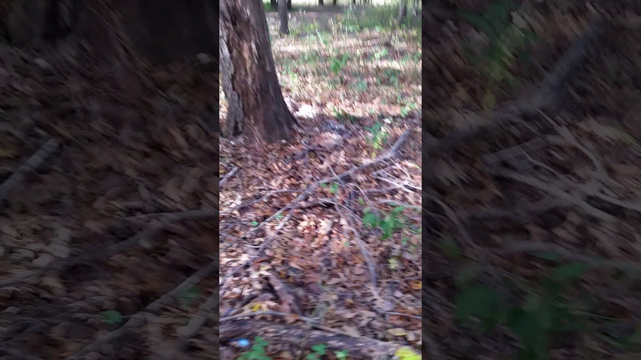 Finding Hen of the Woods in Illinois - YouTube