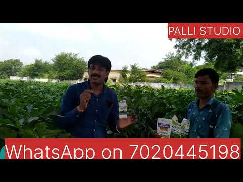 Indiagro product results on bhendi crop ( ladyfinger) | Milifestyle ...