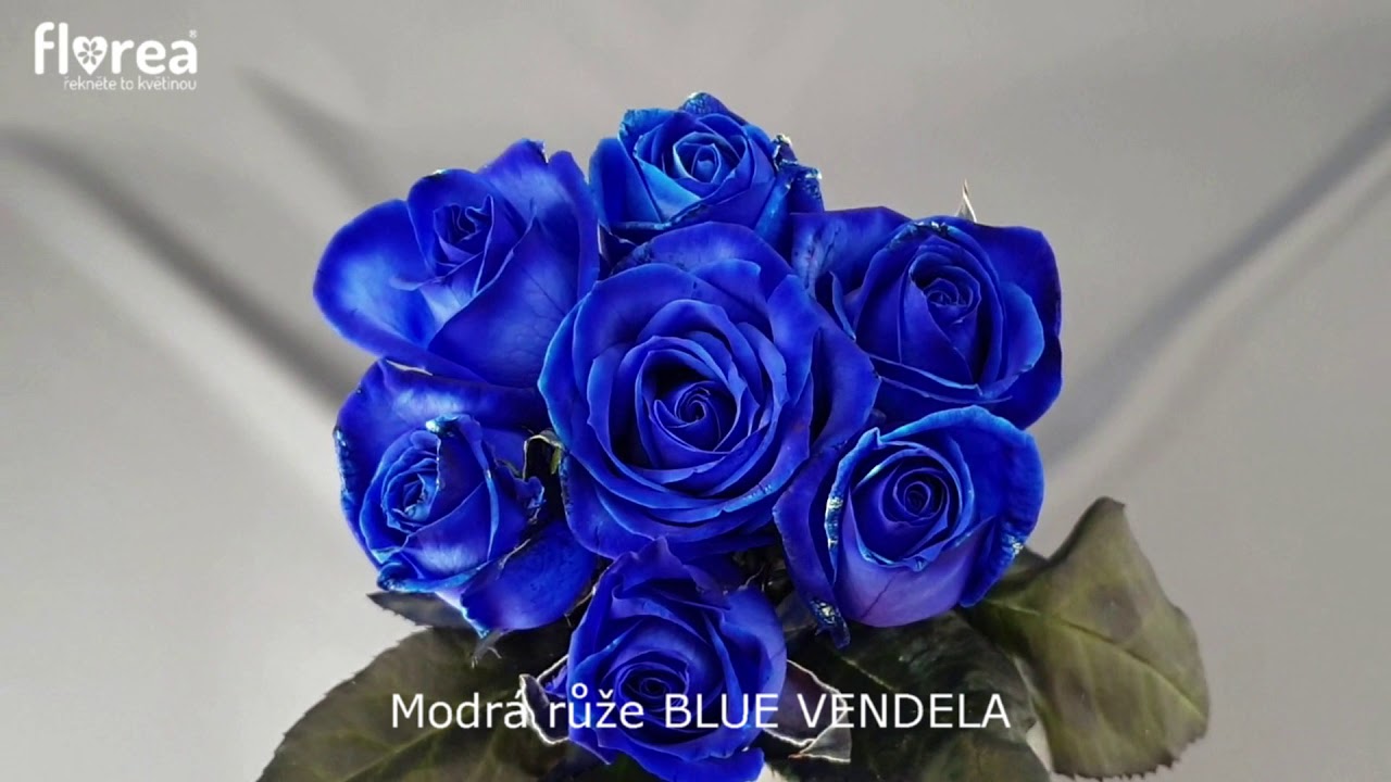 Modrá růže BLUE VENDELA - Florea.cz - YouTube