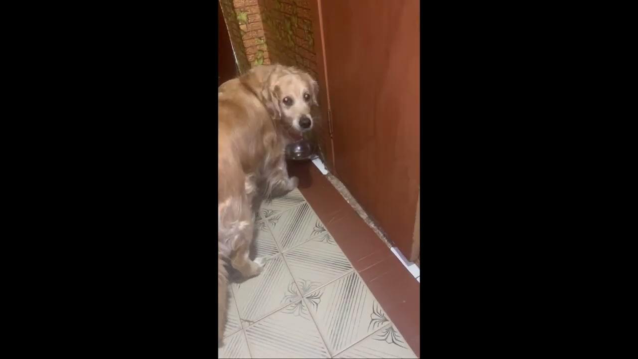 Прощаюся з собаками Буду сумувати за ними - YouTube