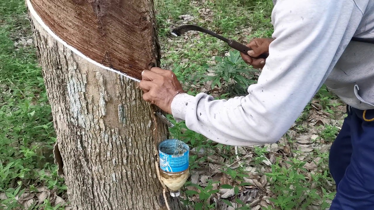 Outdoor : Proses Menoreh Getah @ Rubber Tapping By My Father.. 😊🌿 - YouTube