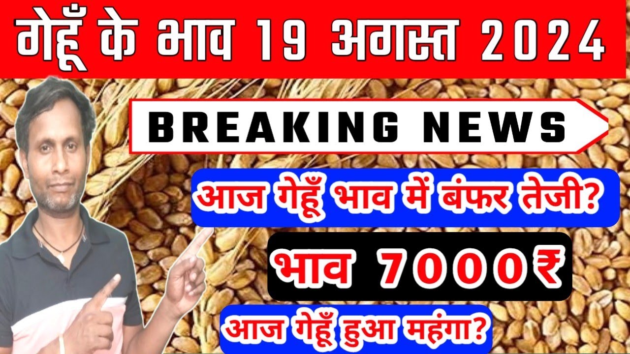 गेहूं का आज का भाव today 19-2024 | gehun ka bhav aaj ka, गेहूँ का भाव ...