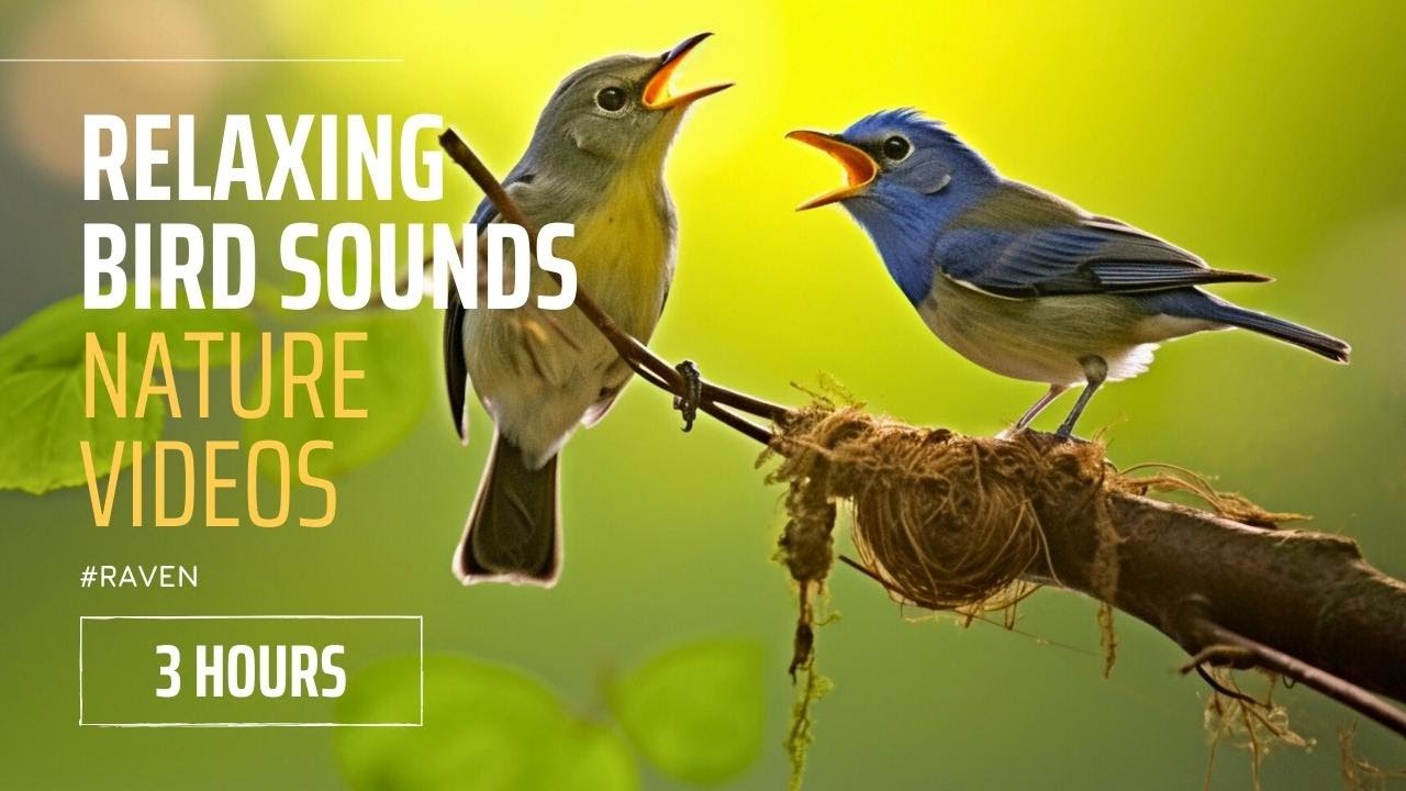 Best Bird Sounds - Extreme Bird Sounds, Relaxing Videos - YouTube