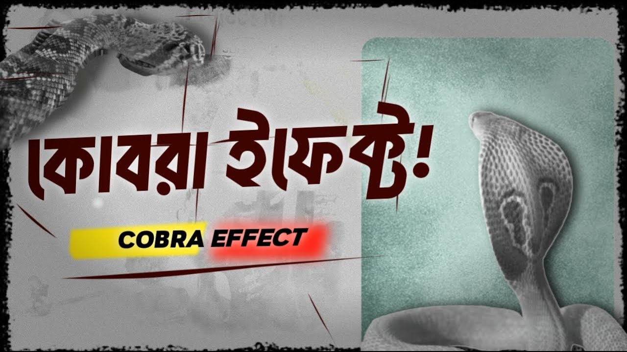 কোবরা প্রভাব কি? | what is cobra effect? - YouTube