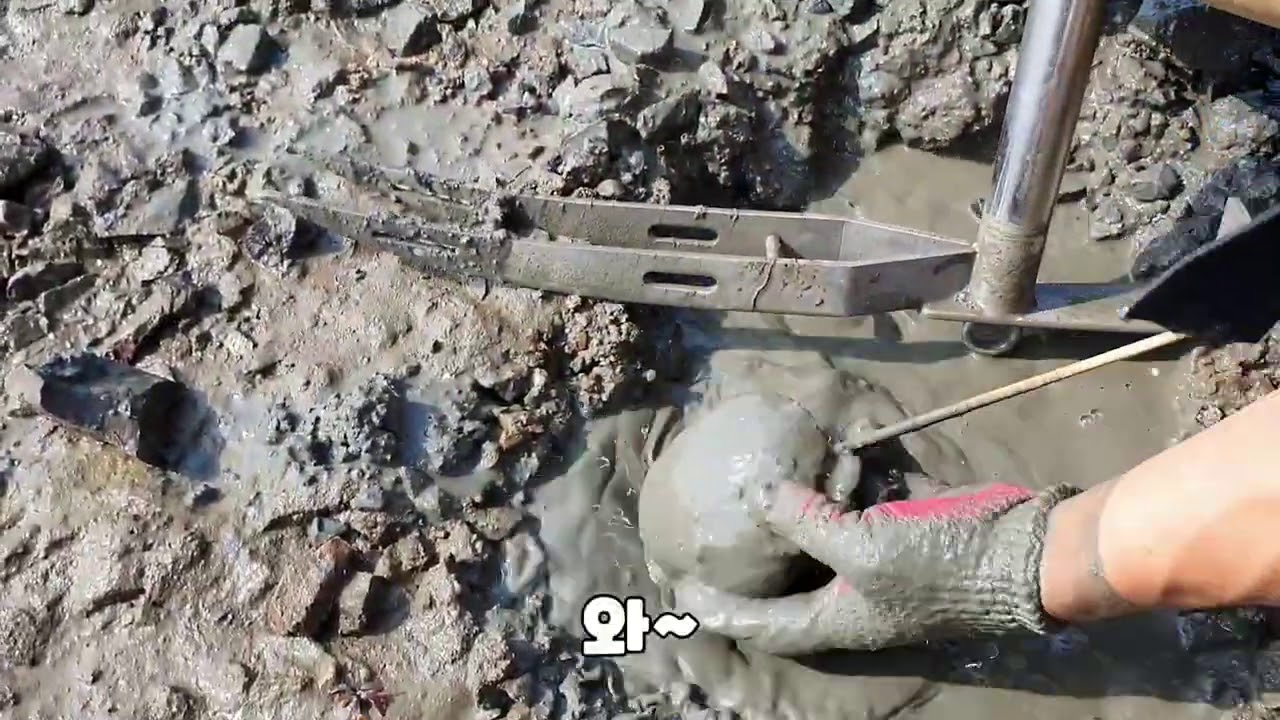 개조개 해루질 주먹조개가 나오는 태안갯벌! Catching monster clams - YouTube