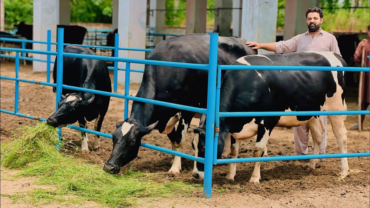 Malik & Ranjha Dairy Farm | imported cows | HF jersey cows | Jani Best ...