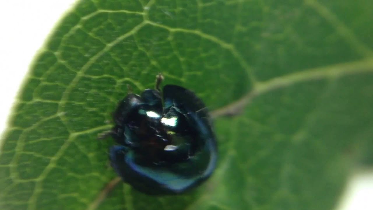 Steelblue ladybird - YouTube