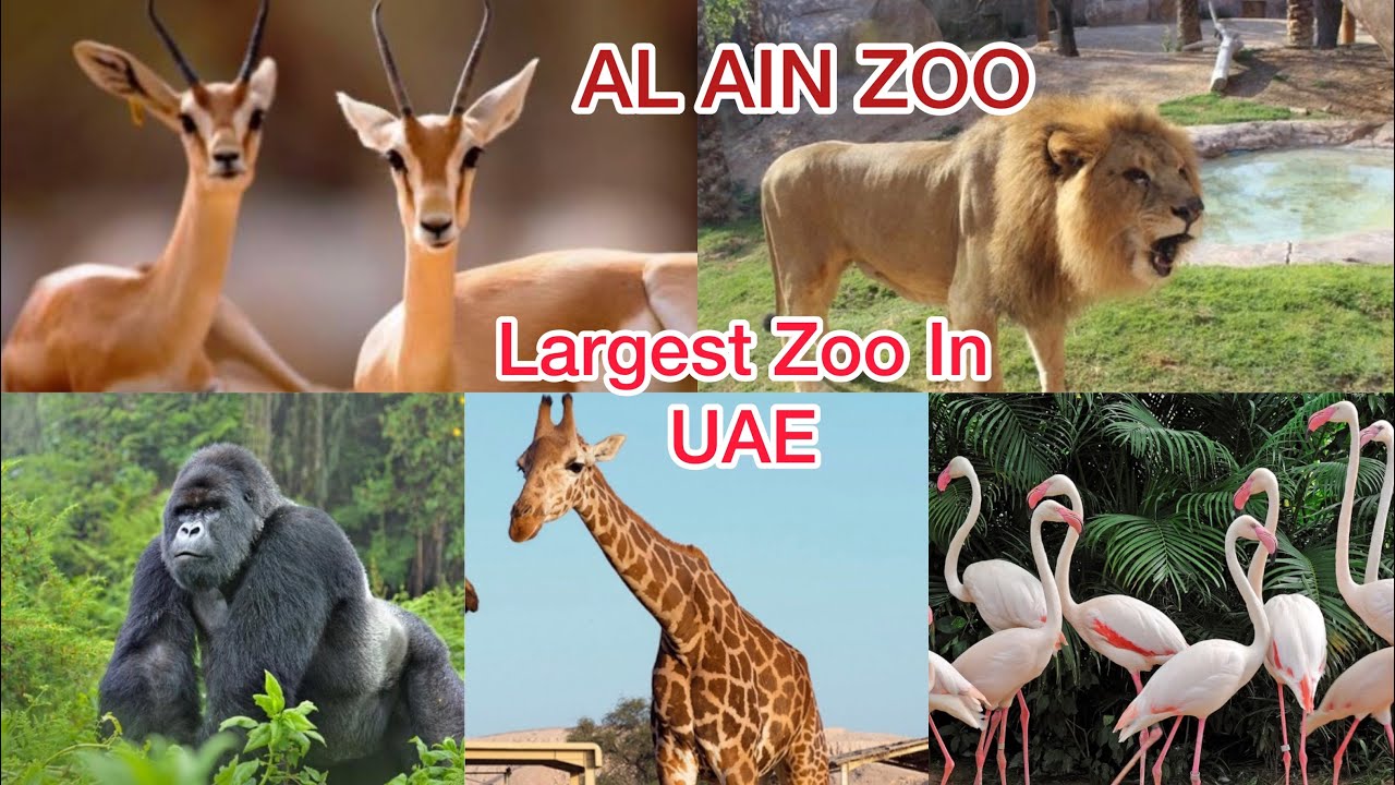 Al ain zoo|Largest zoo in uae|Al ain zoo walking tour|Uae attractions🇦🇪 ...