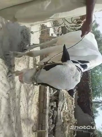 Nukri gulabi bachri at jameel catal farm - YouTube