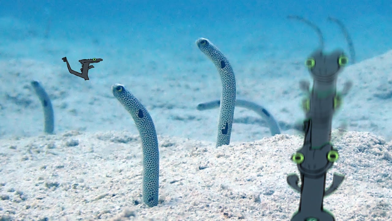 Toothless become garden eels - YouTube