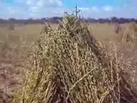 sesame harvest drying the sesame pods - YouTube