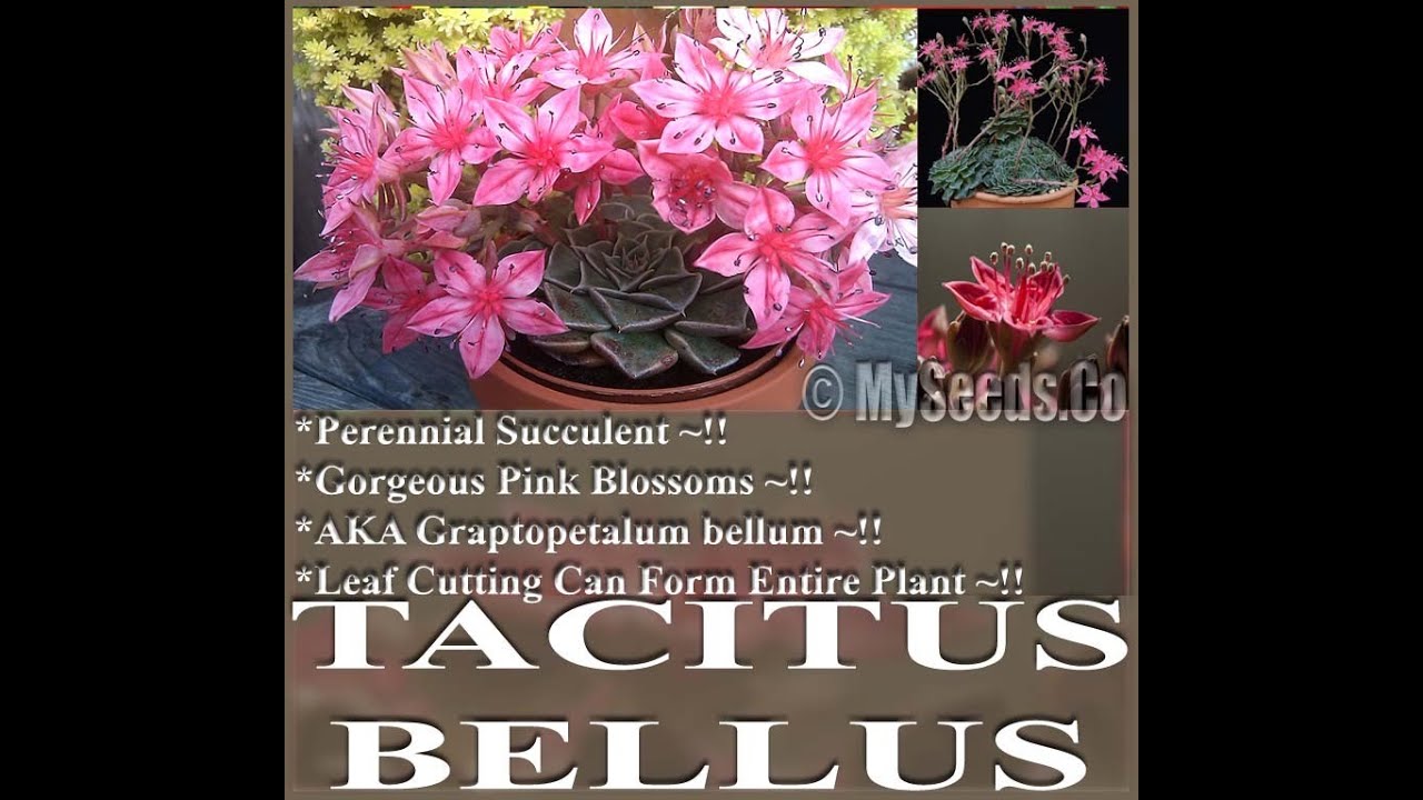 TACITUS BELLUS AKA Graptopetalum bellum, SEEDS - PERENNIAL SUCCULENT ...