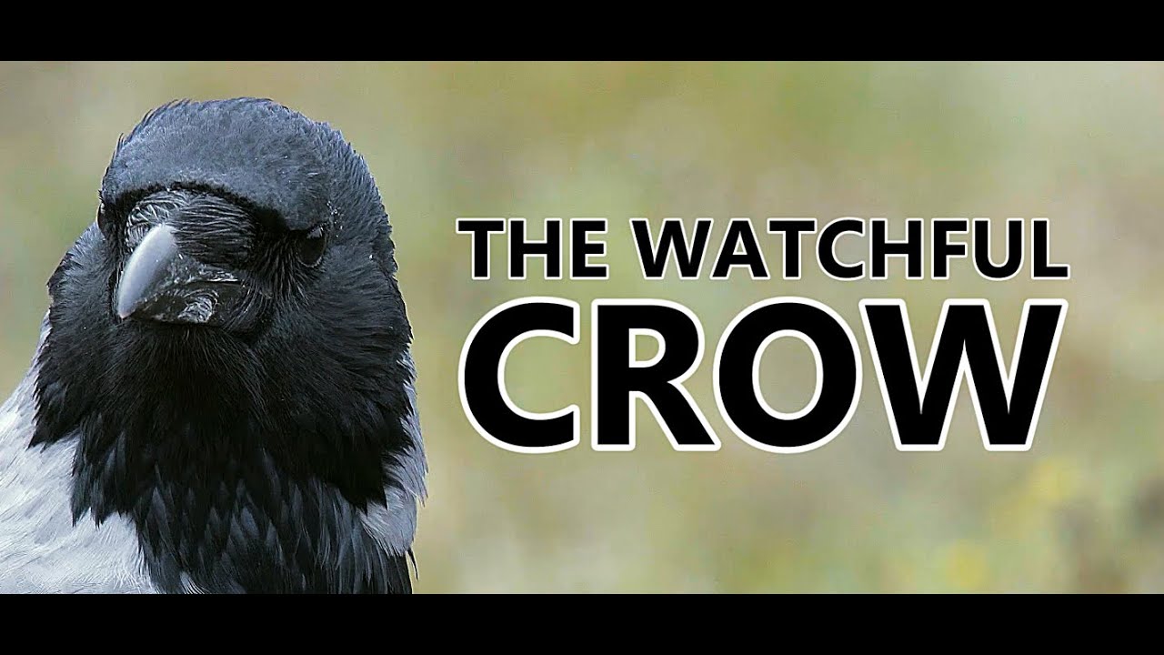 THE WATCHFUL CROW - SWEDISH NATURE - YouTube