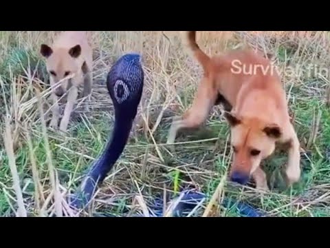 🐕 dog VS 🐍 snake#fight@Chhotufacts0888 - YouTube