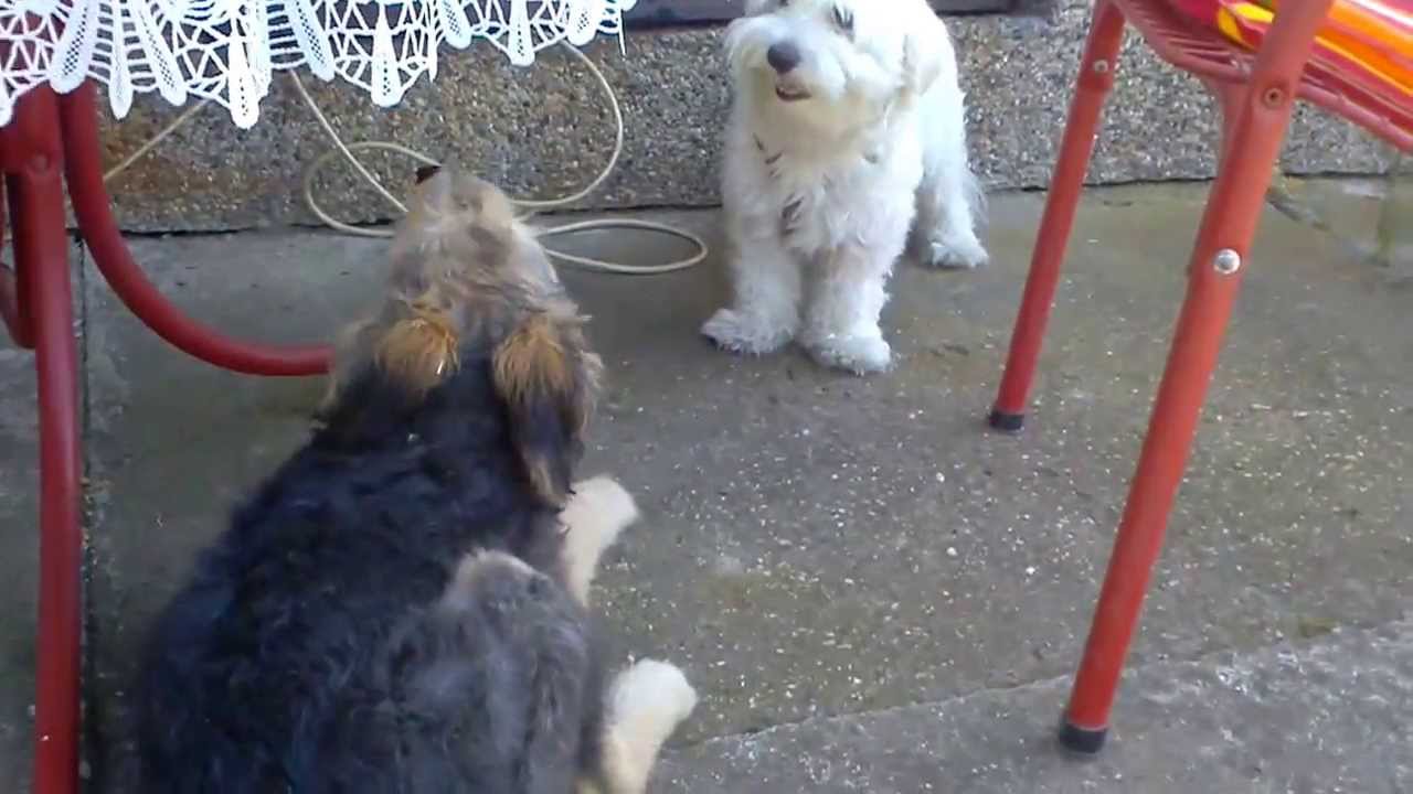 Bichon bolognese angry at his friend - YouTube