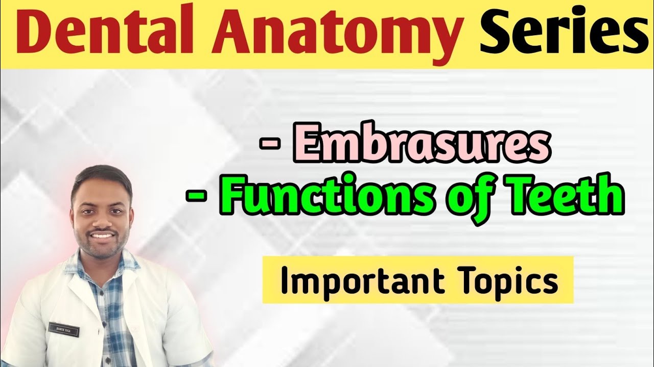 Embrasures & Functions of Teeth/ Bds 1st year #bds #dentalanatomy - YouTube