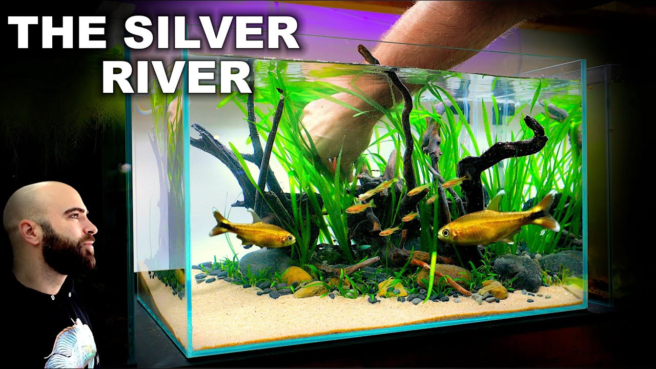 Natural Style Planted Aquarium ft. Silver Tip Tetra (Aquascape Tutorial ...