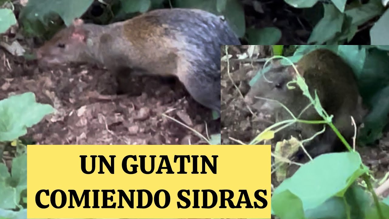 UN GUATIN COMIENDO SIDRAS - YouTube