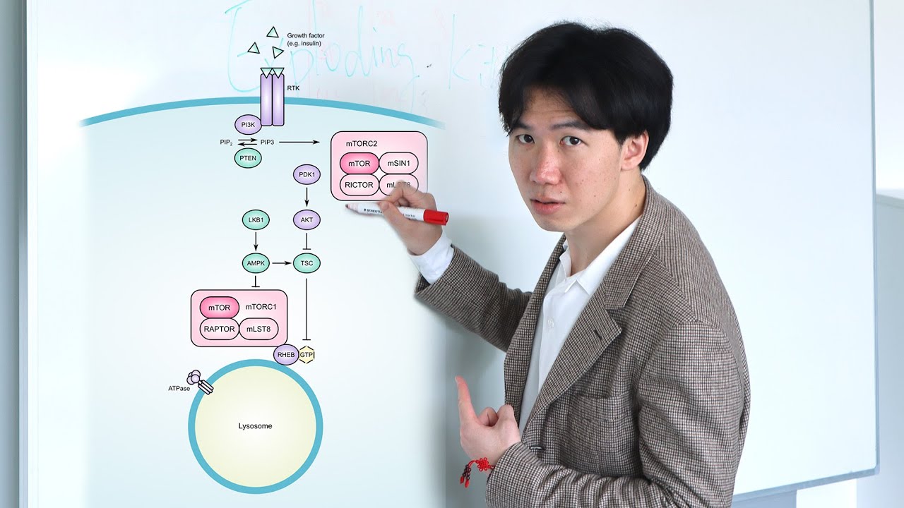 How to draw G-protein coupled receptor pathway part 2 - YouTube