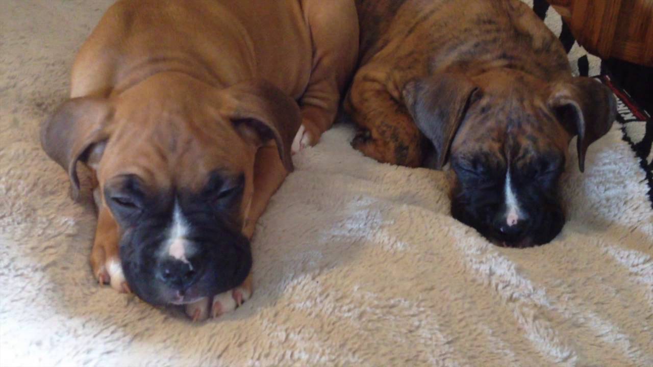 Crashing for a Nap - Paizley & Pepsy - Boxer Puppies - YouTube