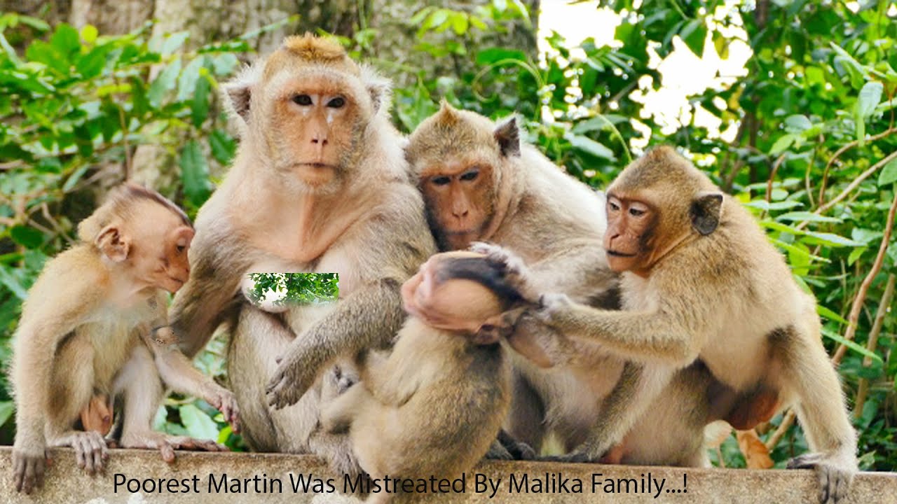 Greatest Poor Martin....Martin Was Pulled From Granny And Pushed To ...