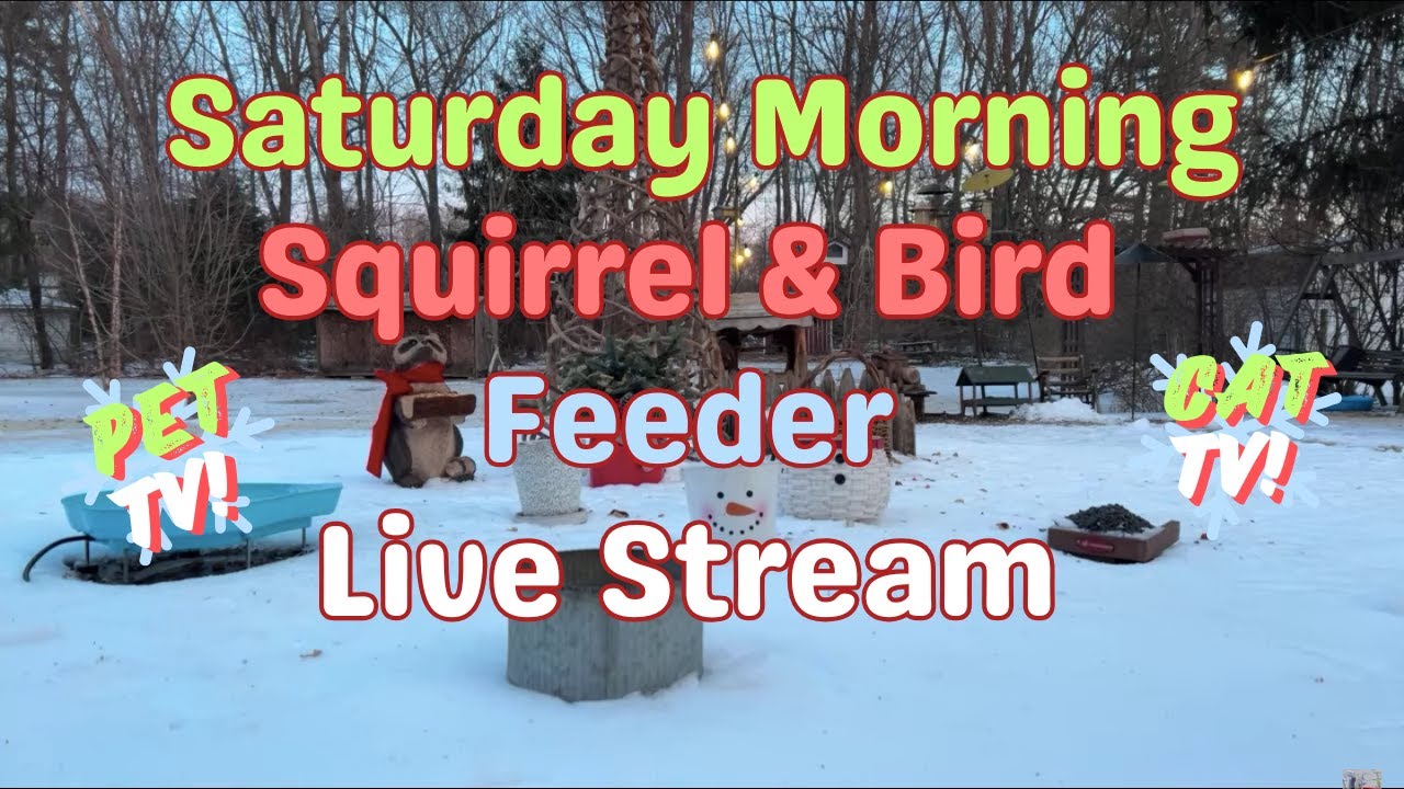 Snowy Saturday Morning Squirrel & Bird Feeder Live Stream PET TV CAT TV ...