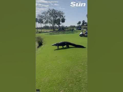 Just tee-thing off! HUGE Alligator strolls through Florida golf course ...