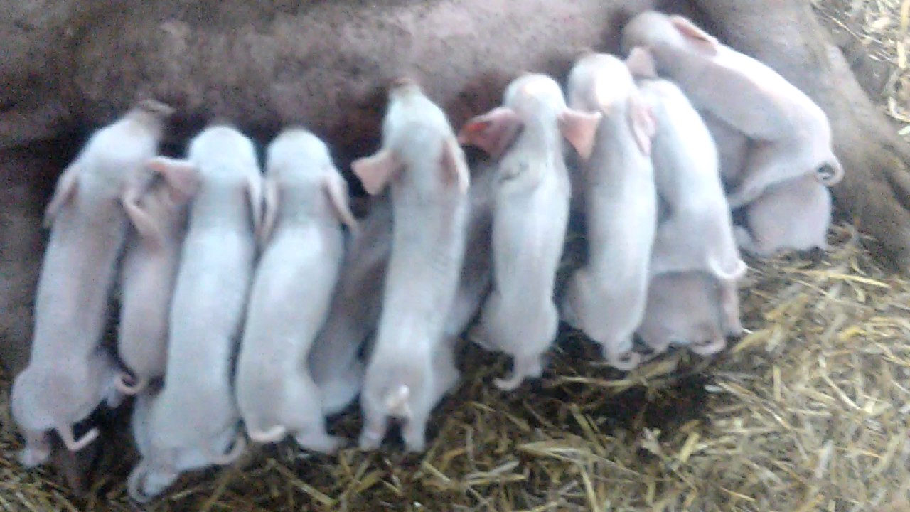 Chanchitos bebes - YouTube