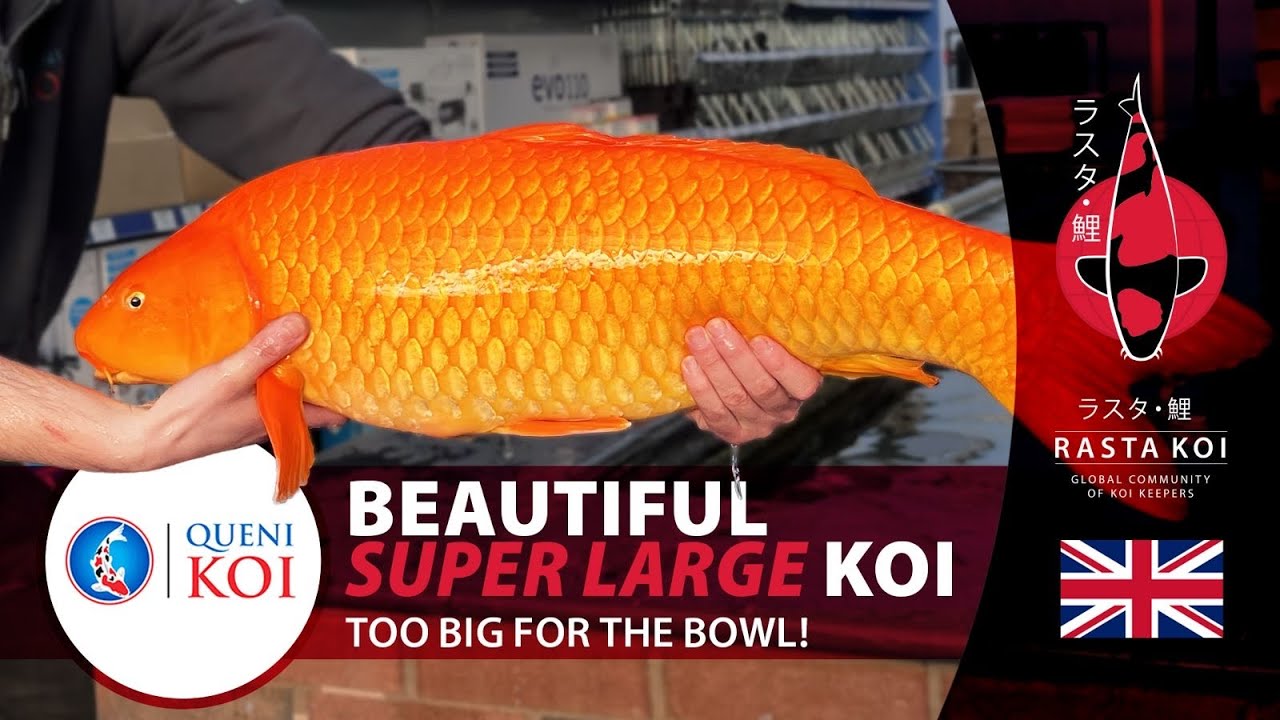 Beautiful Super Large Koi TO BIG FOR THE BOWL!! Leicestershire, UK ...