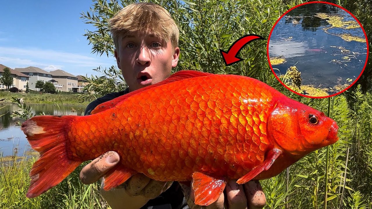 Someone’s PET Invaded this TINY Pond! (Giant Goldfish) - YouTube