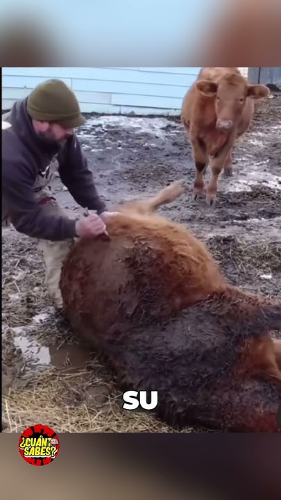 ¿sabías Que Las Vacas Pueden Explotar Viral Shorts Youtube
