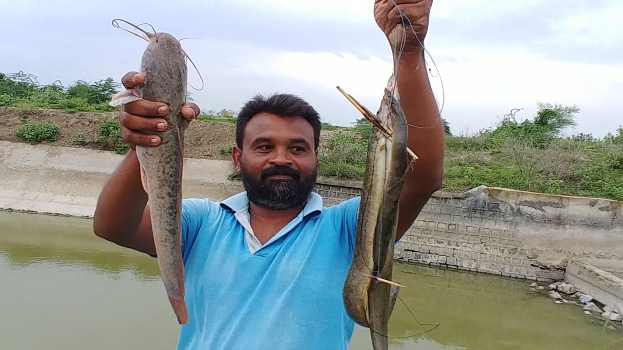 Fish hunting|| Big baam fish catch and cat fish - YouTube