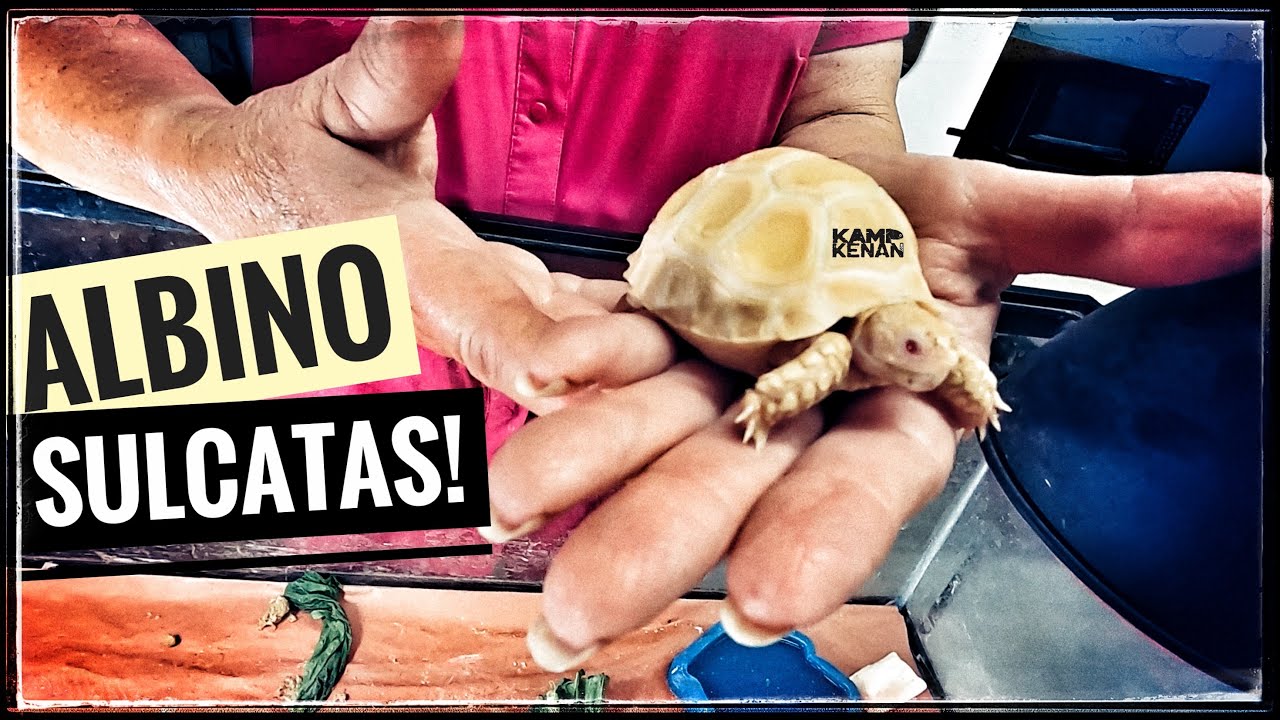 My Tortoise Hatchery Visit! - YouTube