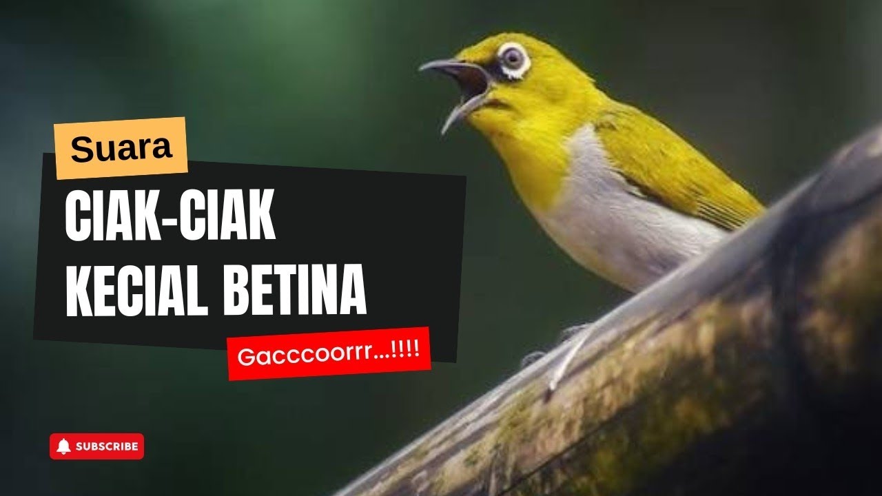 SUARA CIAK CIAK BETINA KECIAL KUNING BIKIN BURUNG ANDA GACOR ...