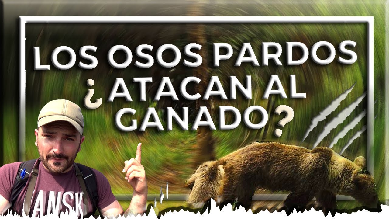 Los osos pardos ¿ATACAN AL GANADO? - YouTube