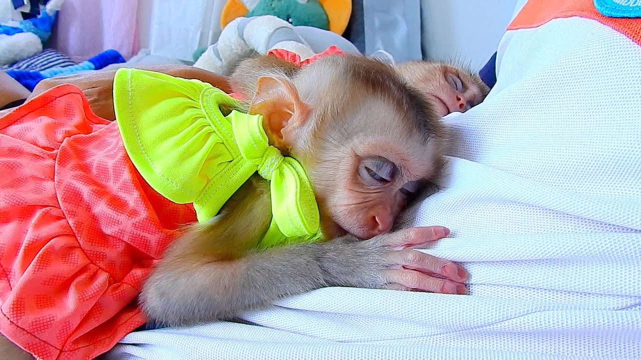 JULIE Soundly In Deeply Sleep While POLEE Take Quickly Nap. - YouTube