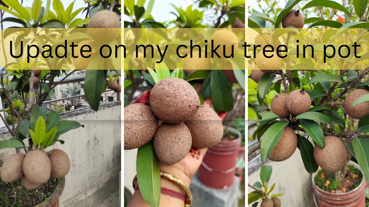 update on my chiku/ sapota /sapodilla plant . Growing chikoo plant on ...