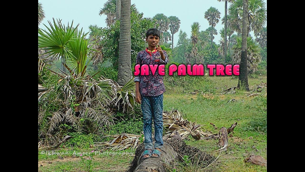 Save Palm Tree : Documentary - பனை வளர்த்து மண் காப்போம்..! - YouTube