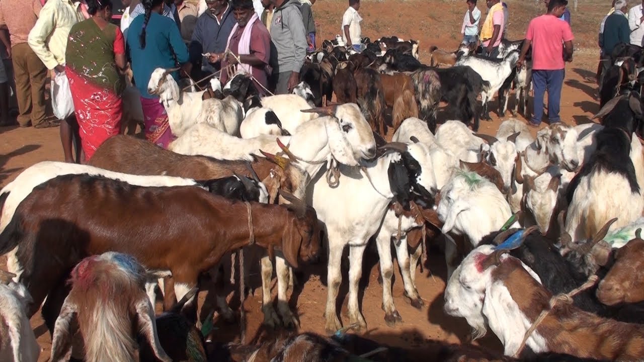 Shirohi breed goats for 15 thousands - YouTube