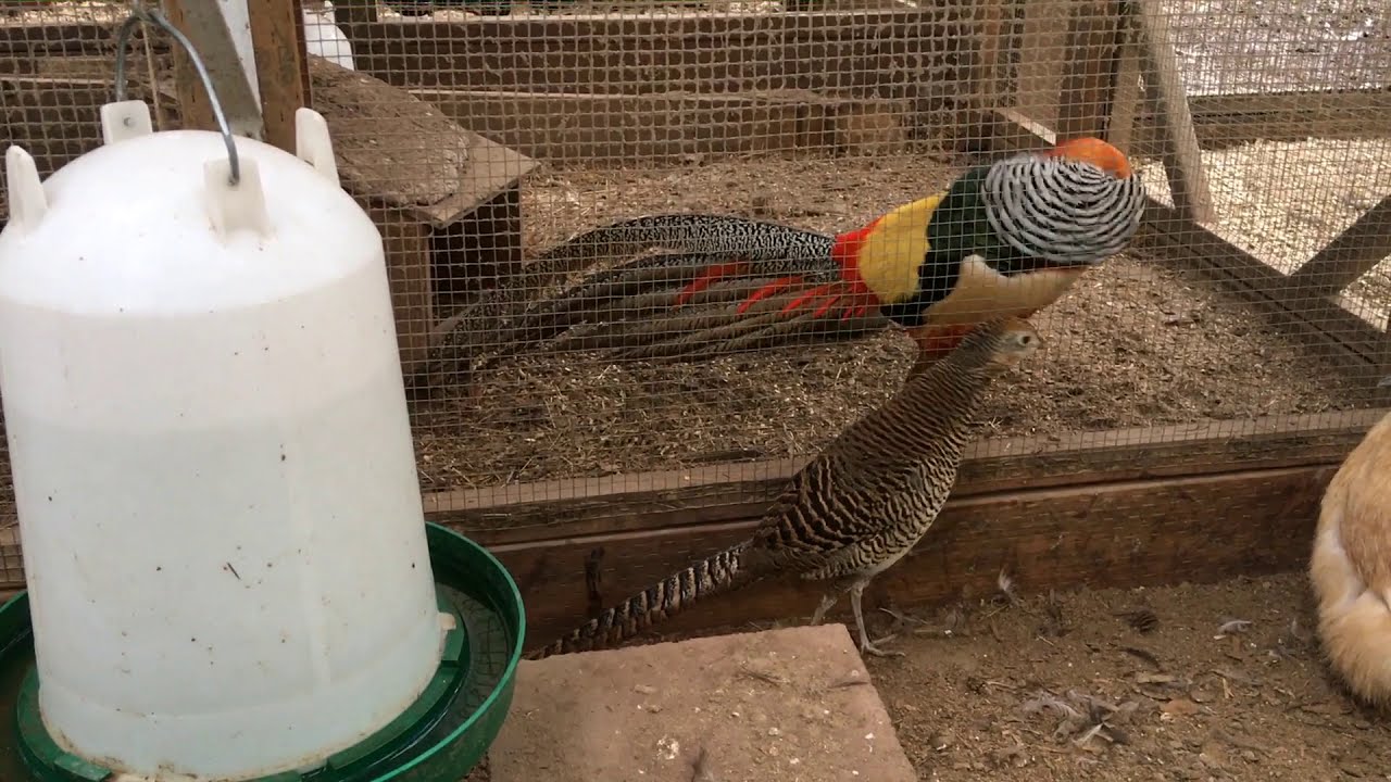Pheasant mating dance, hissing male Amherst / Red Golden Pheasant ...