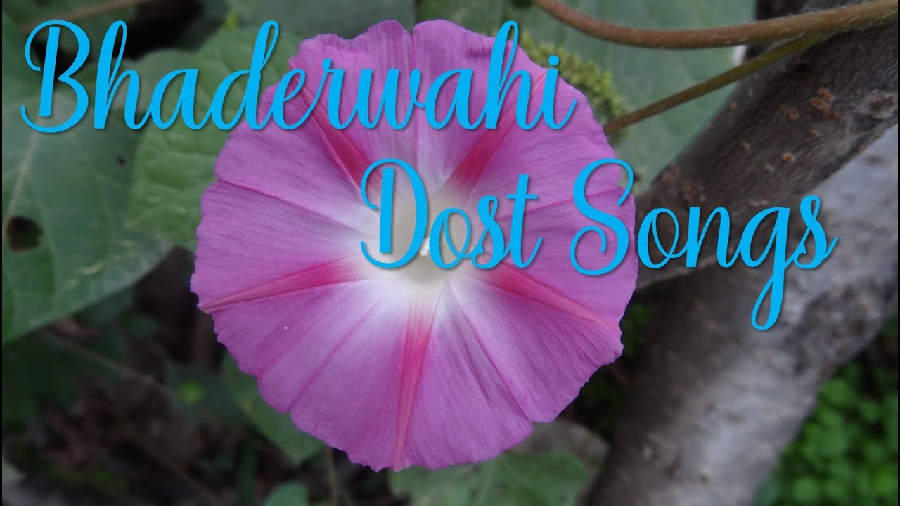 Bhaderwahi Dost Songs || Non Stop Hits || - YouTube