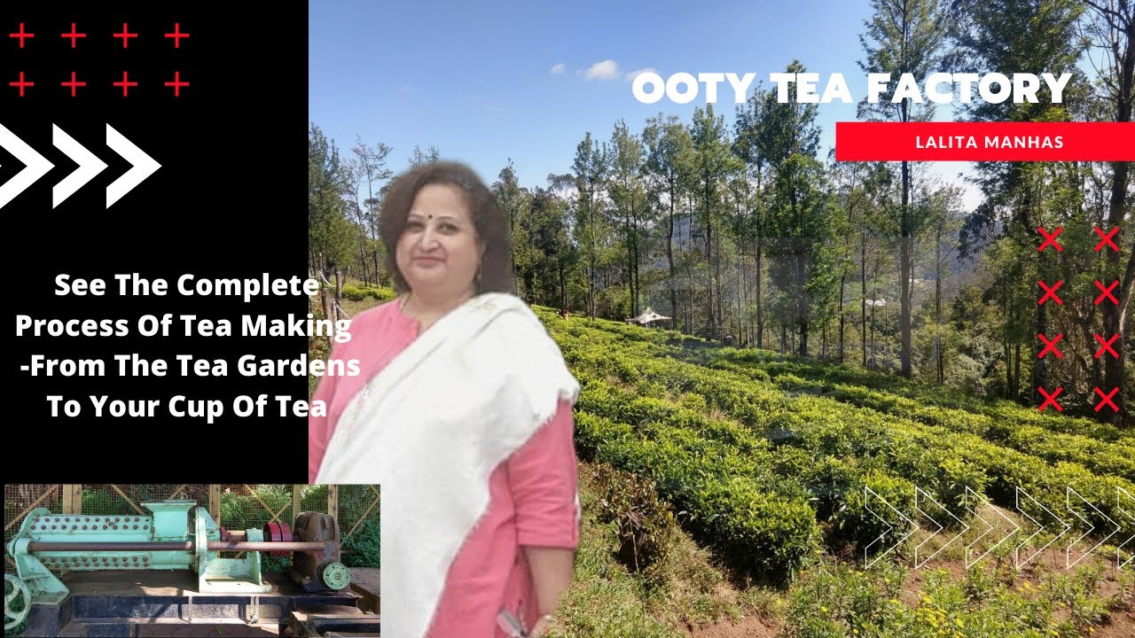Ooty Tea Factory - See The Complete Process Of Making Tea | From The ...