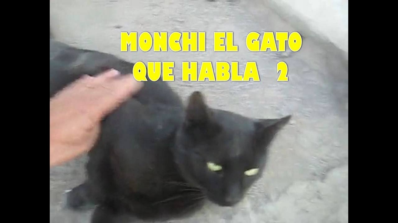 EL GATO QUE HABLA MONCHI - YouTube
