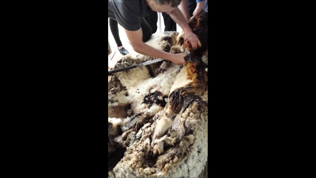 Record-breaking Fleece Shorn From Weighed-Down Sheep - YouTube