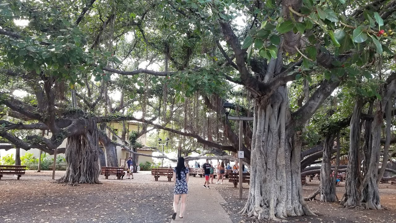 Walking To Lahaina Banyan Court, Maui, Hawaii - YouTube